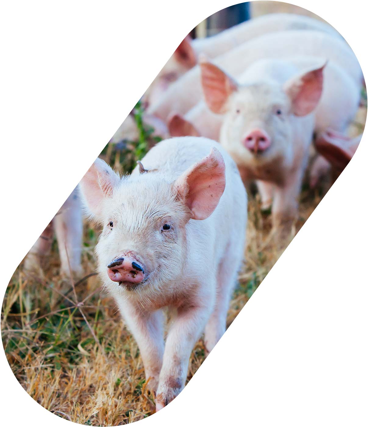 Calysta – Sustainable protein solutions for feed and food